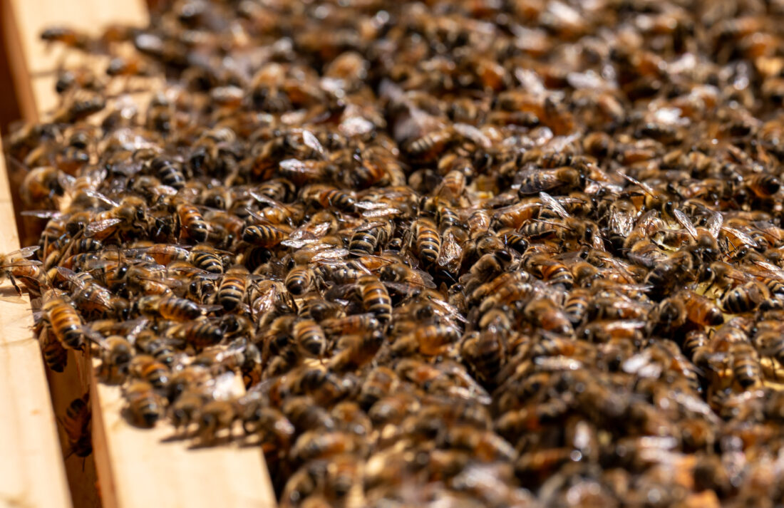 Busy bees: Episcopalian churches care for creation with homes for ...